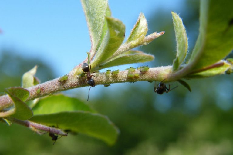 6 Important life lessons you can learn from an Ant