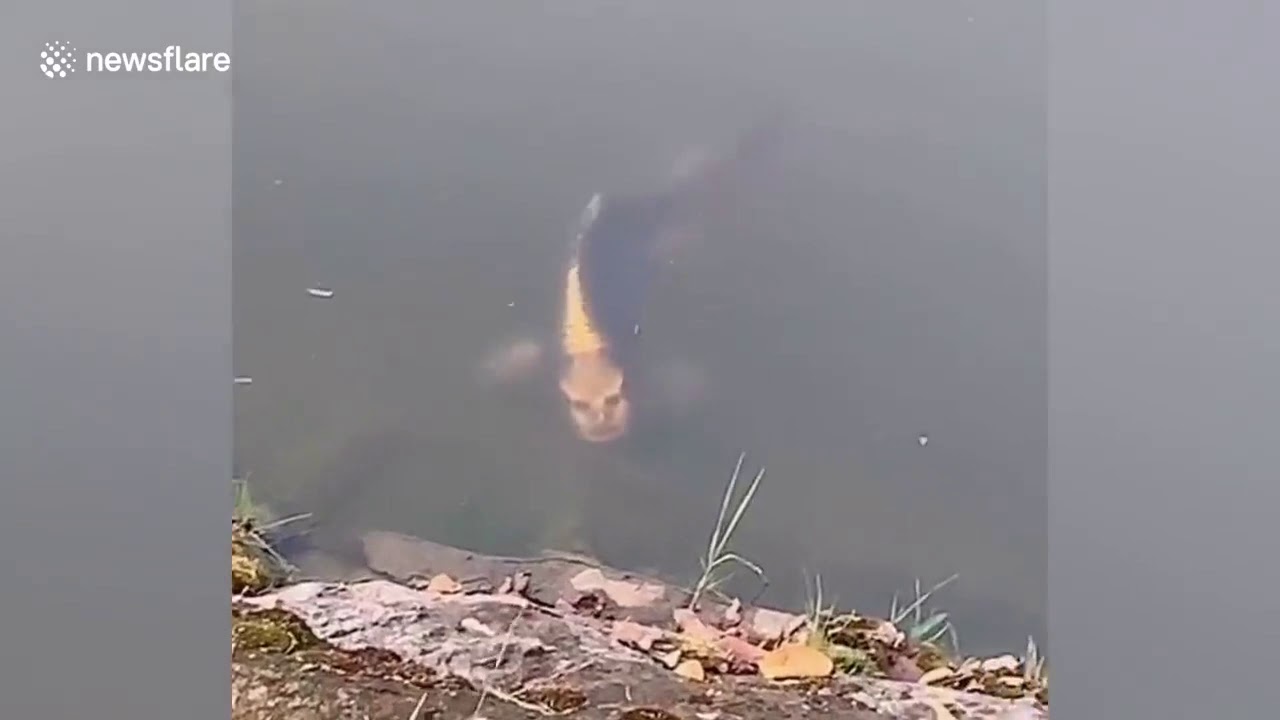 Video of Fish with human face goes viral on the internet | Being Guru
